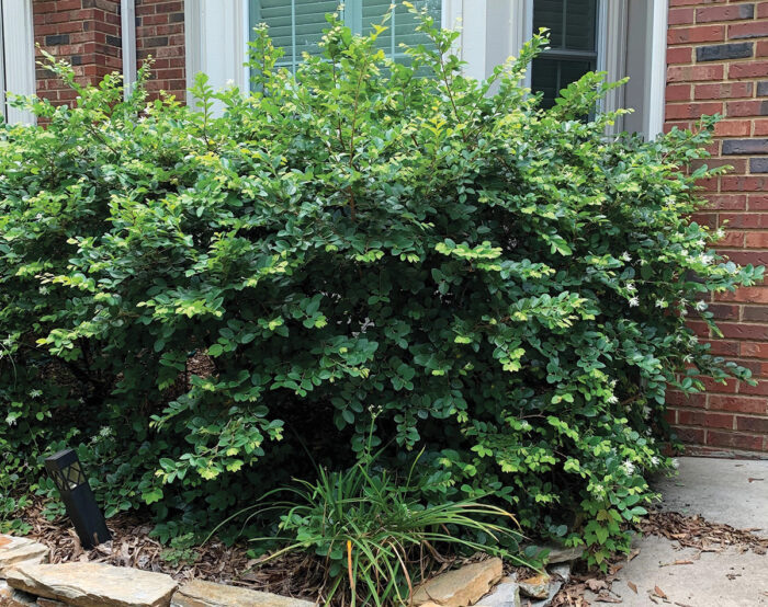 Pruning Shortcuts for the Busy Gardener - Fine Gardening