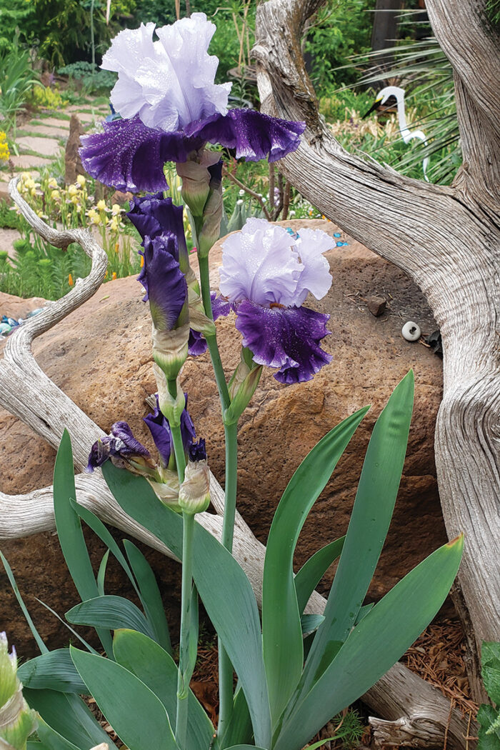 Create a Botanical Tapestry by Knitting Vignettes Together in Your ...