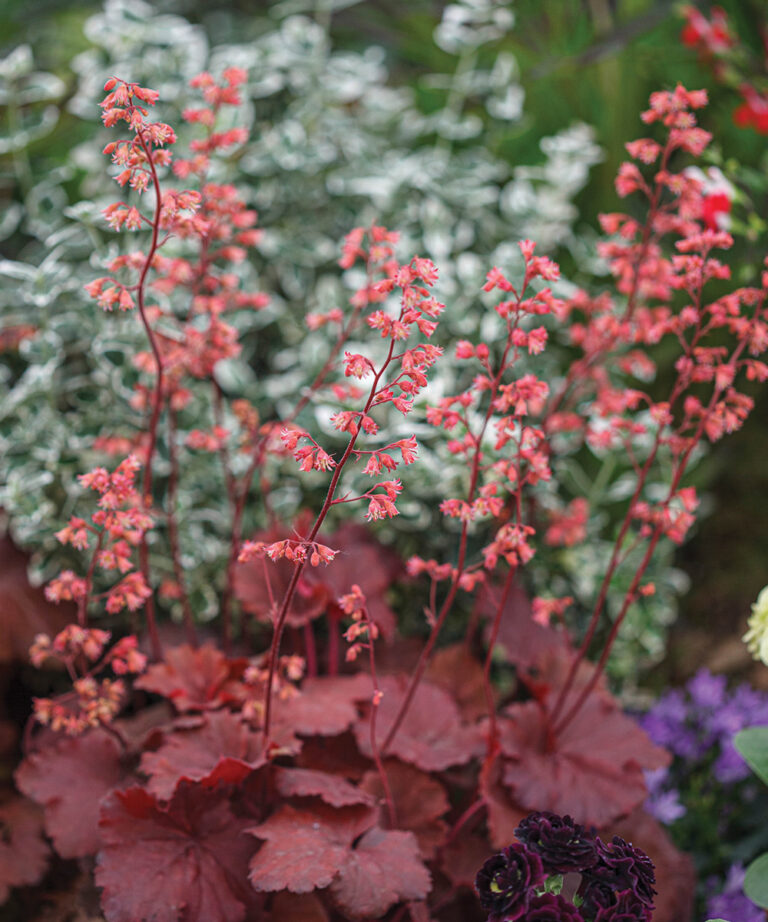 Expert-Tested New Heucheras That Are Better Than the Classics - Fine ...