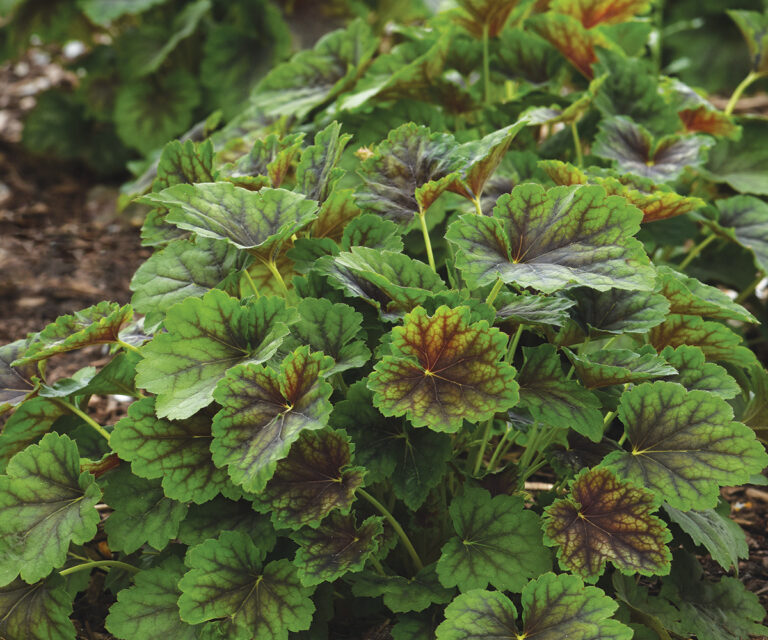 Expert-Tested New Heucheras That Are Better Than the Classics - Fine ...