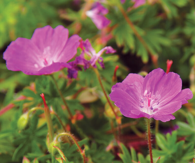 The Best Ground-Cover Plants for Attracting Pollinators - Fine Gardening