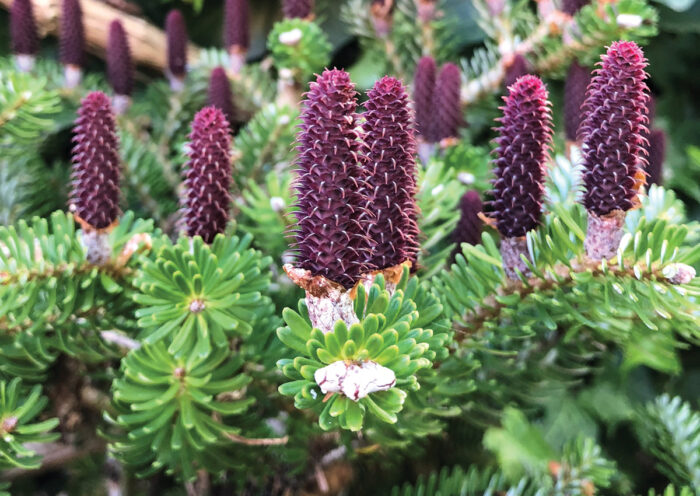 9 Foliage Plants You Can’t Live Without - Fine Gardening