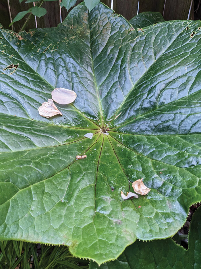 9 Foliage Plants You Can’t Live Without - Fine Gardening