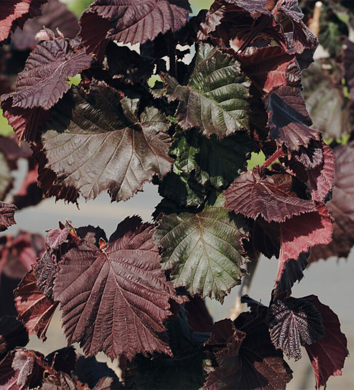 Garden Pest and Disease Watch: Eastern Filbert Blight and Elm Zigzag ...