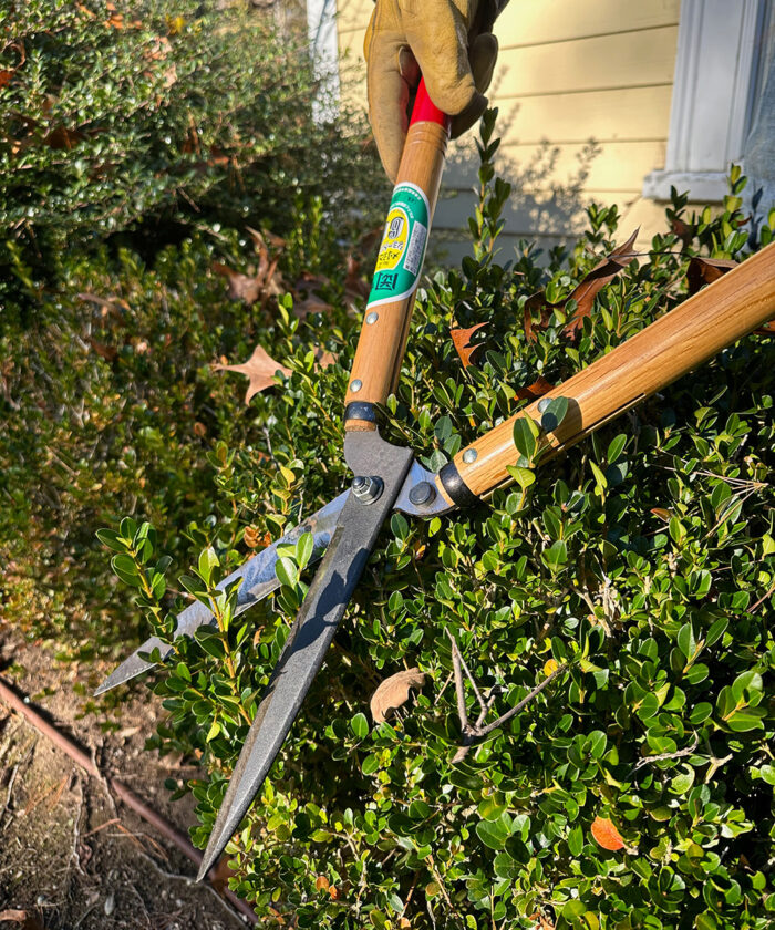 Essential Tools for Pruning - Fine Gardening