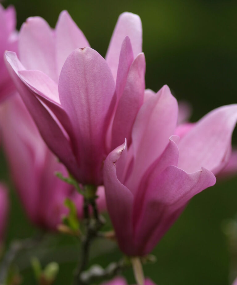Magnificent Magnolias for Mid-Atlantic Gardens - Fine Gardening