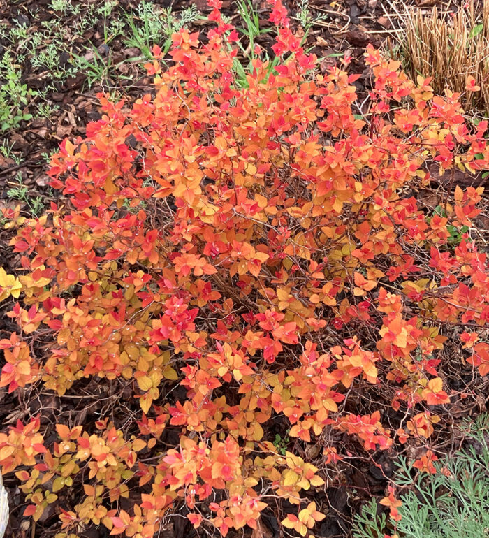Compact Shrubs with Colorful Foliage for the Southeast - Fine Gardening