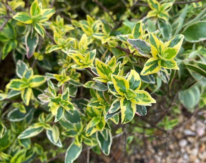 Compact Shrubs with Colorful Foliage for the Southeast - Fine Gardening