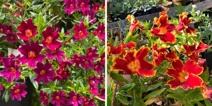 New and Unusual Annuals to Try in Your Garden This Summer - Fine Gardening