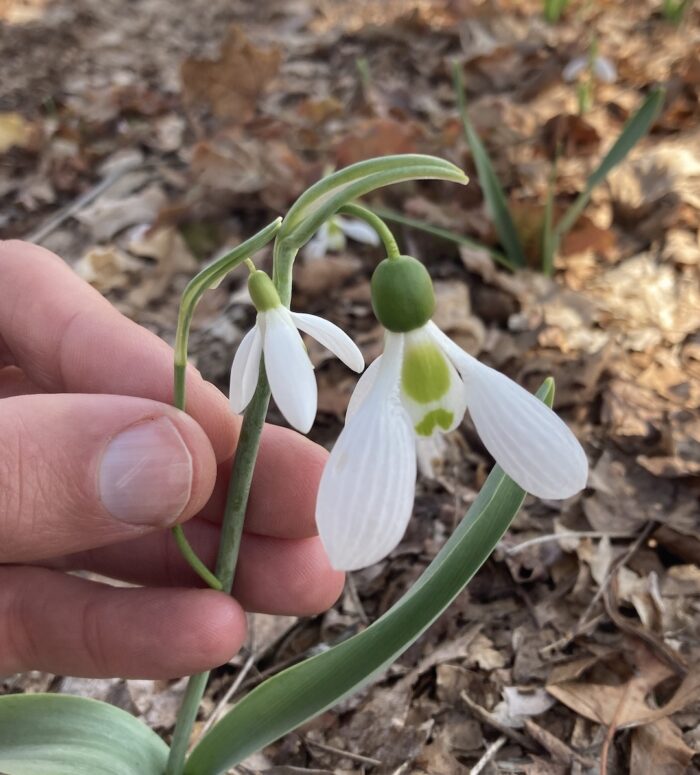 First Signs of Spring in Indiana - Fine Gardening