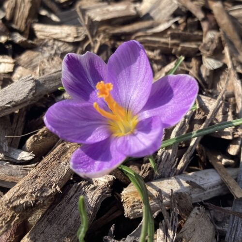 First Signs of Spring in Indiana - Fine Gardening