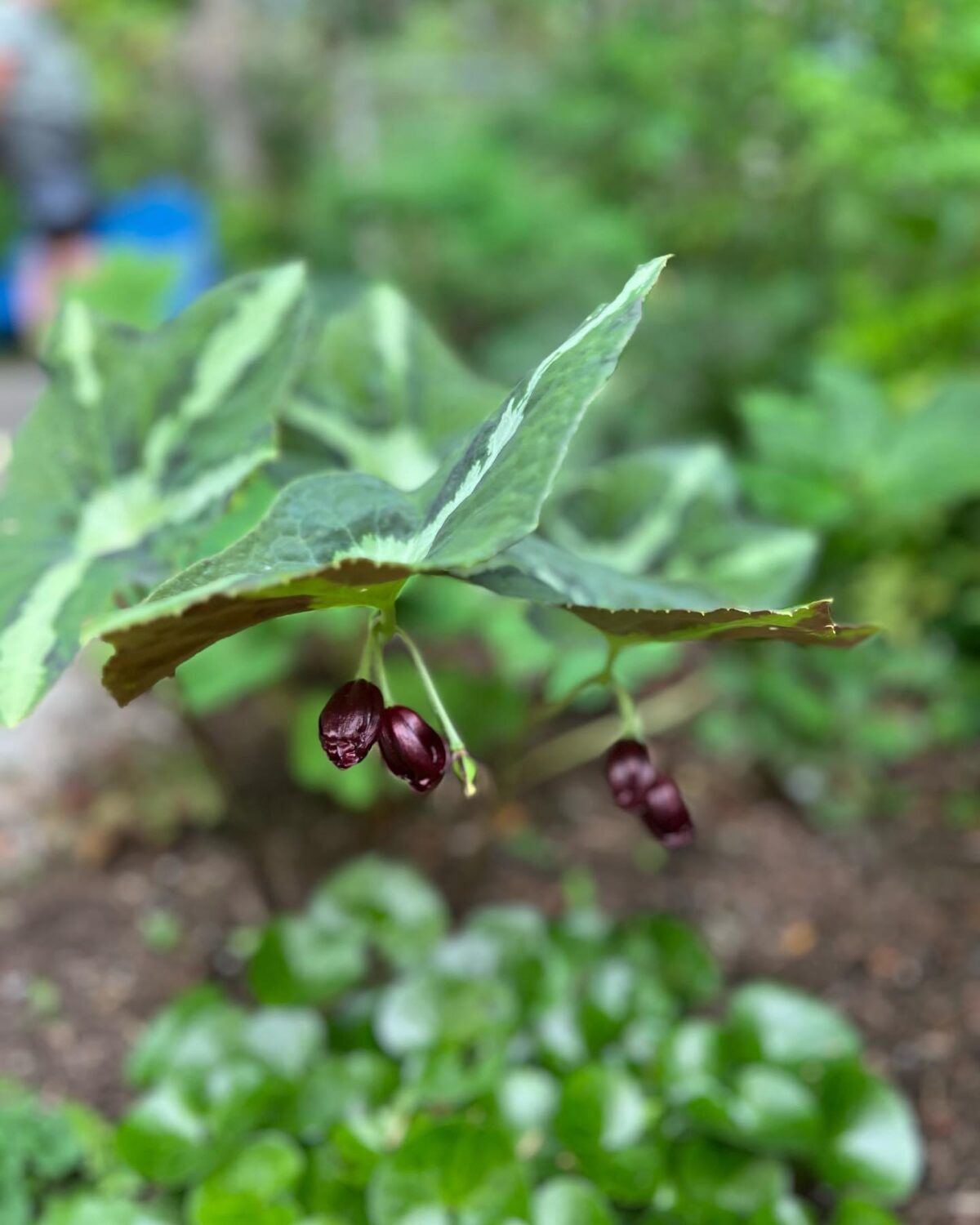 GPOD on the Road: Here Come the Podophyllums! - Fine Gardening
