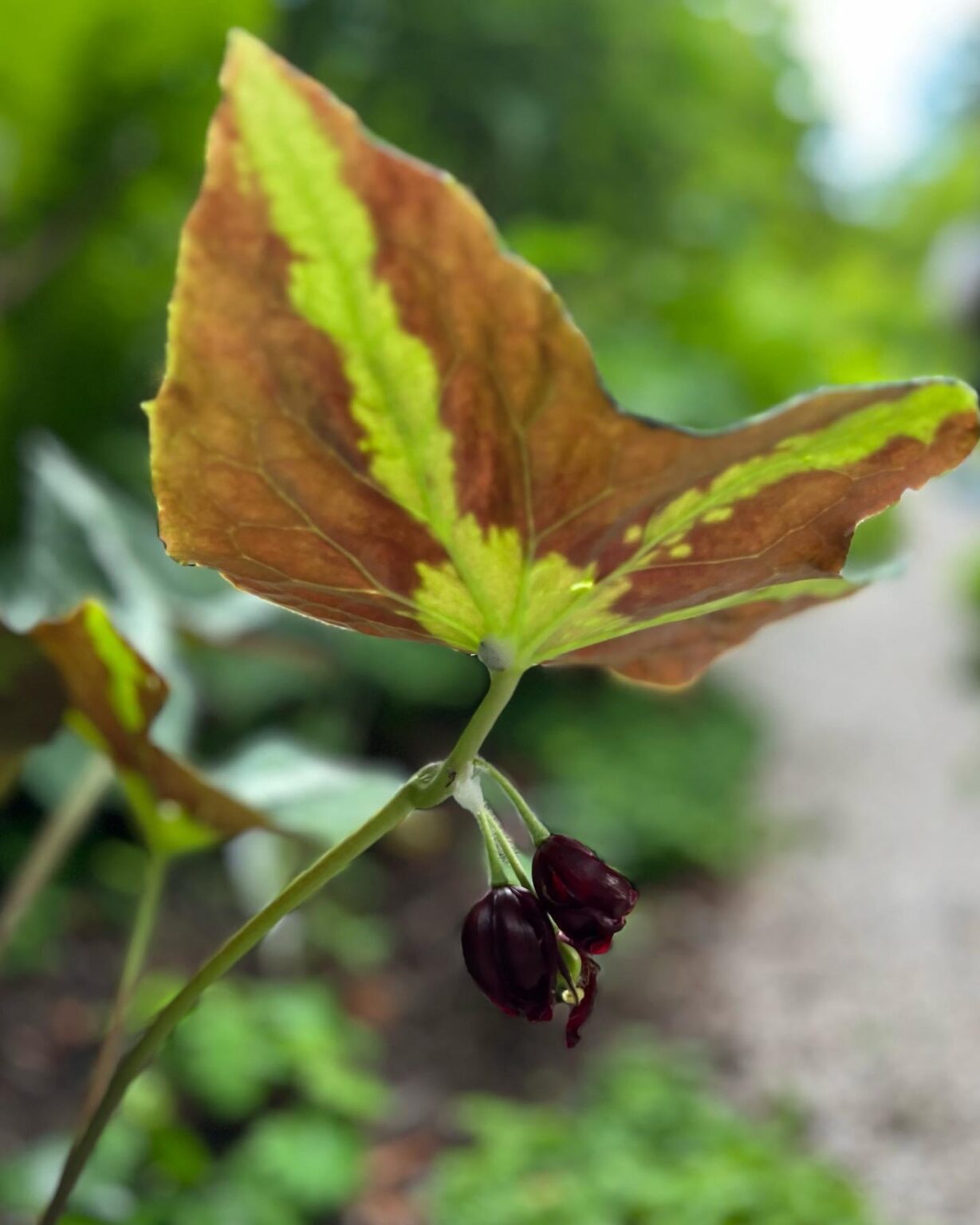 GPOD on the Road: Here Come the Podophyllums! - Fine Gardening