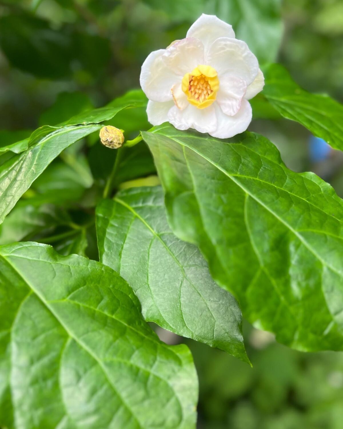 GPOD on the Road: Here Come the Podophyllums! - Fine Gardening