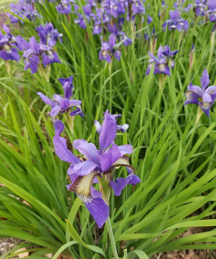 Episode 155: Deer-Resistant Favorites - Fine Gardening