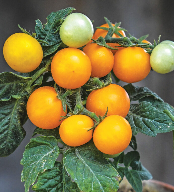 Dwarf Tomatoes Produce Abundant Fruit With a Small Plant - Fine Gardening