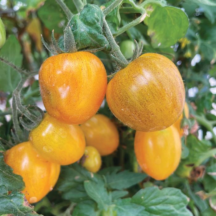 Dwarf Tomatoes Produce Abundant Fruit With a Small Plant - Fine Gardening
