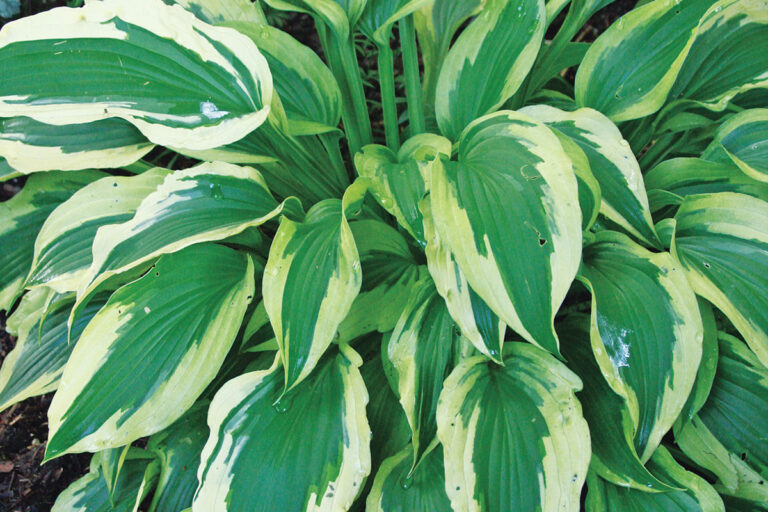 32 Plants for Sun and Shade That the Deer Won’t Devour - Fine Gardening