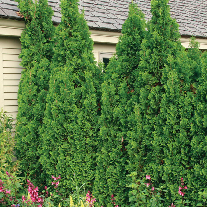 Can Thuja Grow In Shade