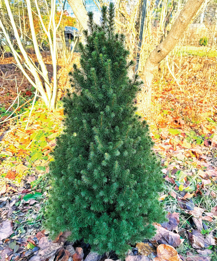 The Best Trees and Shrubs for 2024 - Fine Gardening