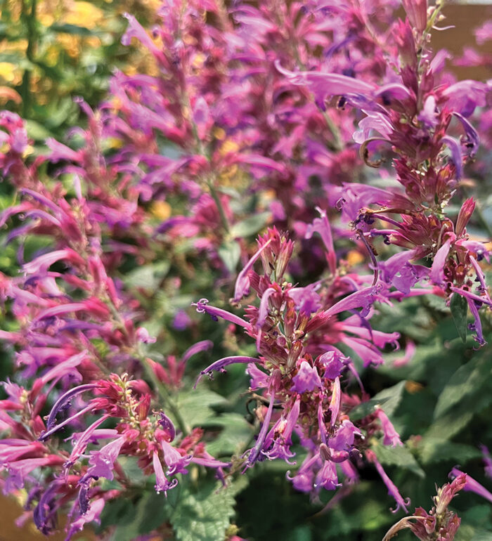 Shopping-List Plants for the Southeast - Fine Gardening