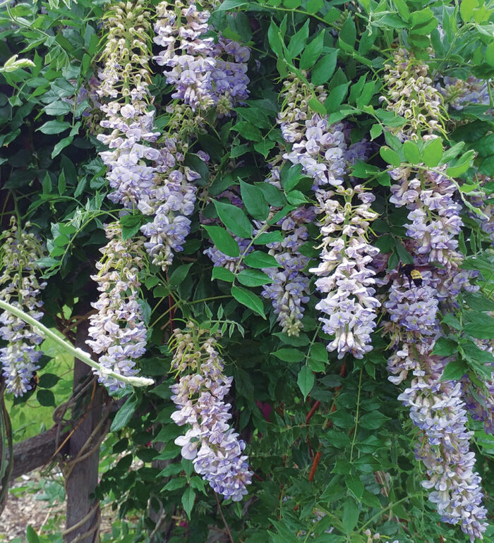 Shopping-List Plants for the Northeast - Fine Gardening