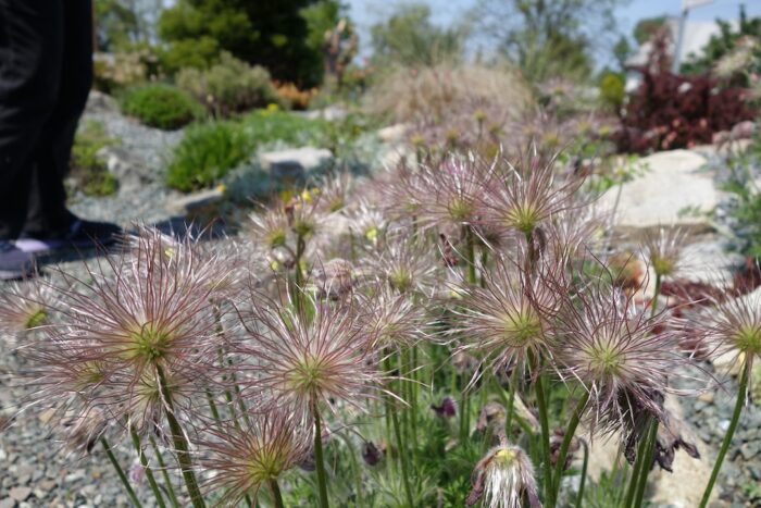 Underrated Flowers of Spring - Fine Gardening