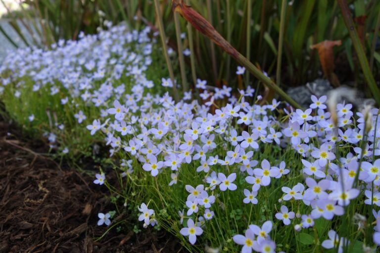 Underrated Flowers of Spring - Fine Gardening