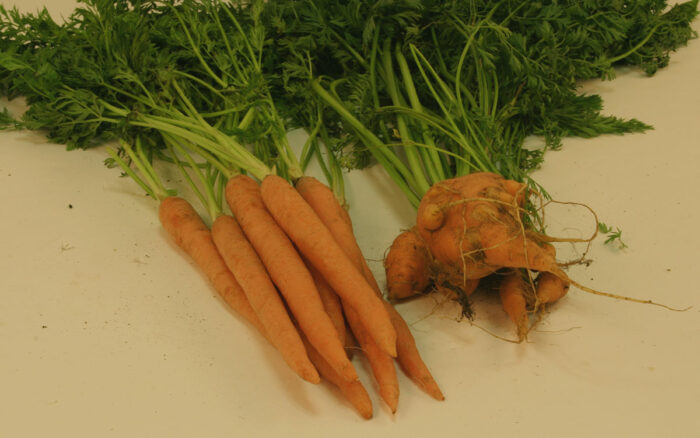 Which Vegetables to Grow in Rocky Soil and Which to Avoid - Fine Gardening