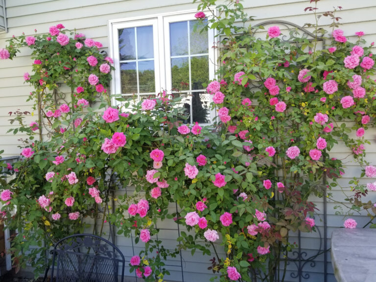 Best of the GPOD: Roses - Fine Gardening