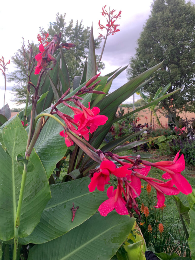 Episode 158: Plants That Earn Their Keep (with Irvin Etienne) - Fine ...