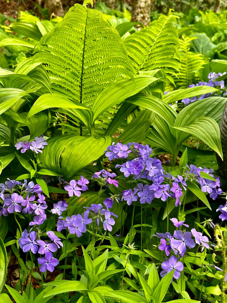 Spectacular Spring Ephemerals in Jay Sifford’s Back Garden - Fine Gardening