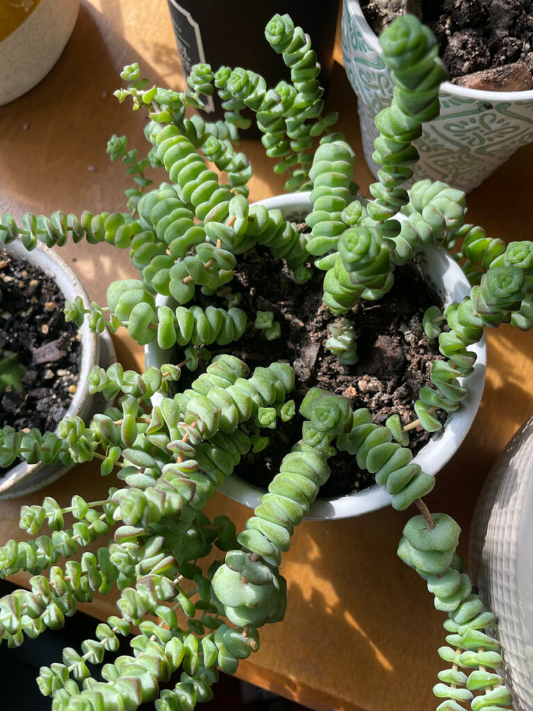 Cacti and Succulent Gardening in Connecticut - Fine Gardening