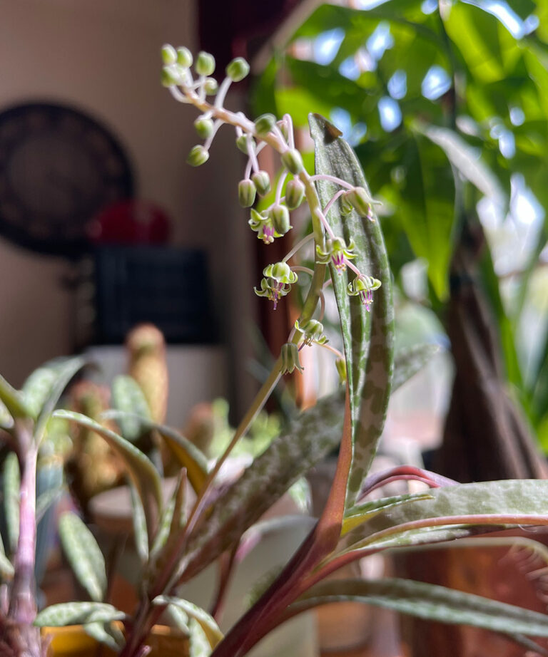 Cacti and Succulent Gardening in Connecticut - Fine Gardening