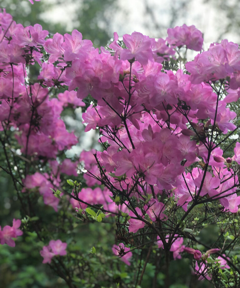 Ahead-of-Schedule Flowers in Pennsylvania - Fine Gardening