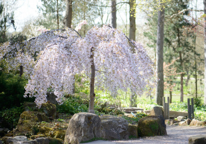 Perfect Plants for Slopes - Fine Gardening