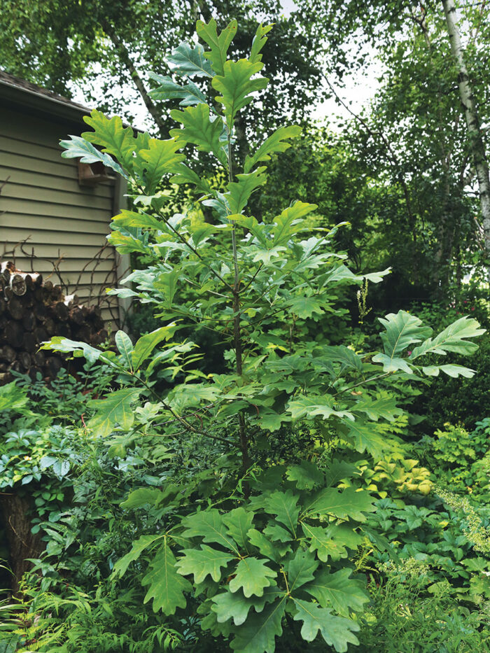 Design an Engaging, Naturalistic Garden in the Shade - Fine Gardening