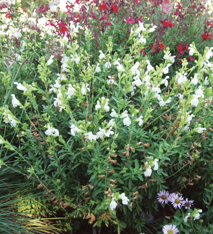 Plants That Take Sun and Shade for the Southwest - Fine Gardening