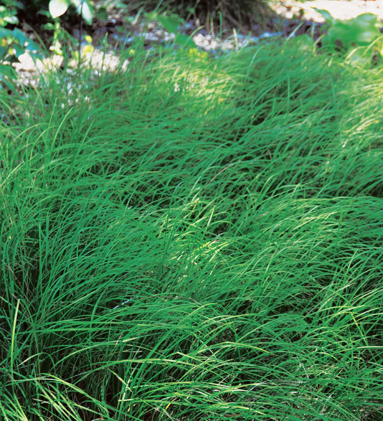 Plants That Take Sun and Shade for the Mid-Atlantic - Fine Gardening