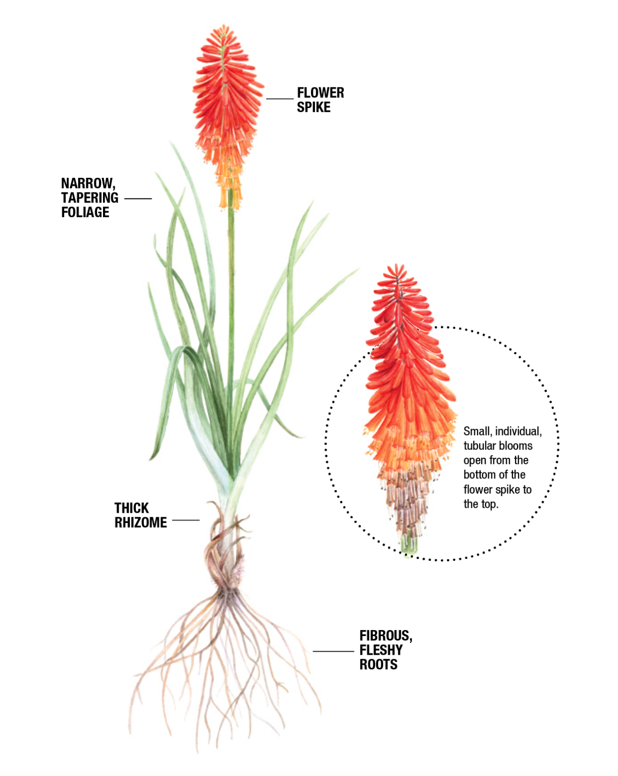 Grow the Best Red-Hot Pokers—Planting Guide and Trial Results - Fine ...