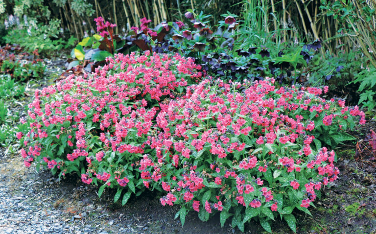 5 Easygoing Plants That Can Adapt to Either Sun or Shade - Fine Gardening