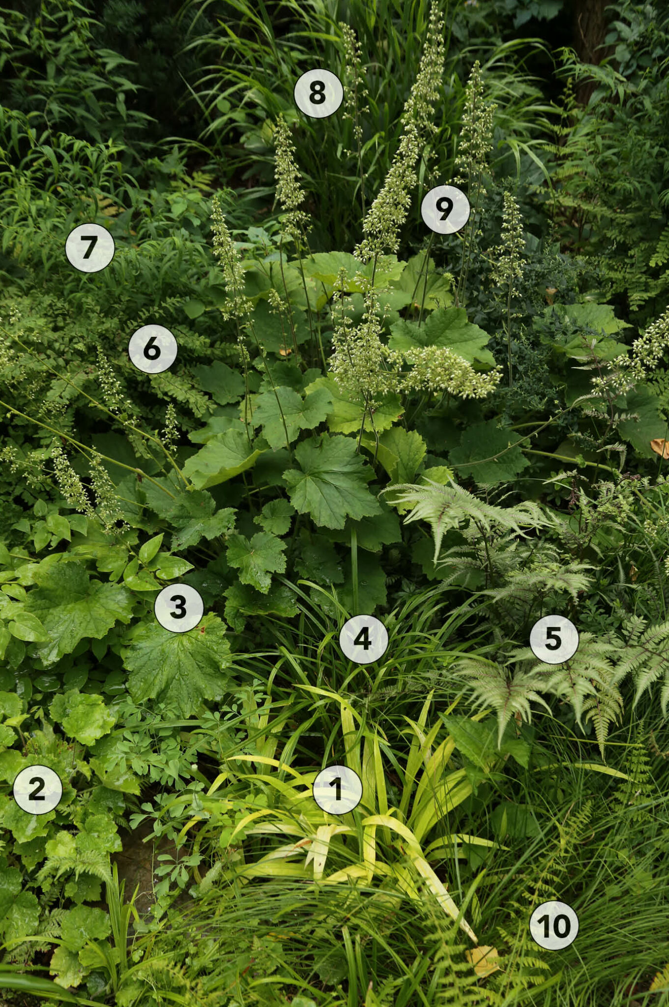 Design an Engaging, Naturalistic Garden in the Shade - Plant IDs - Fine ...