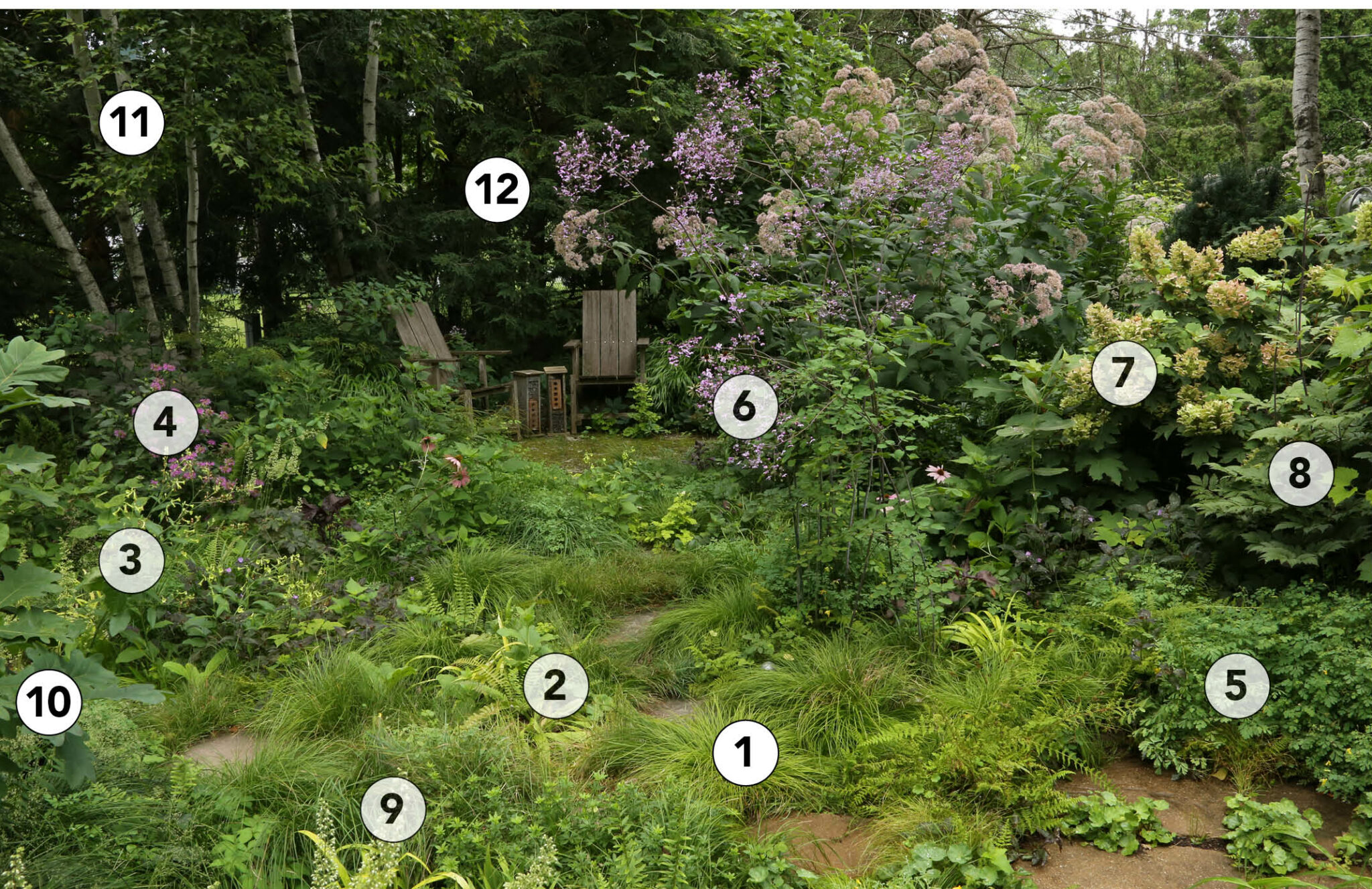 Design an Engaging, Naturalistic Garden in the Shade - Plant IDs - Fine ...