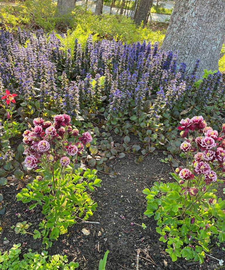 Fran’s Island Garden - Fine Gardening