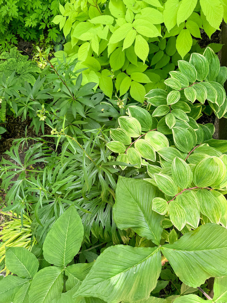 Claire's Garden Renovation in Minneapolis - Fine Gardening