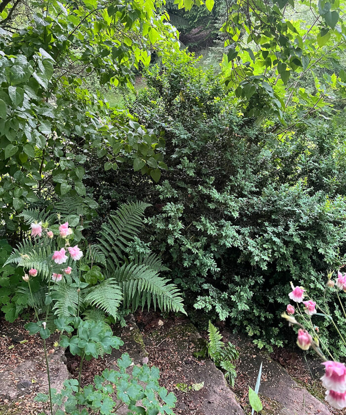 An Old Garden in a Lithuanian Village - Fine Gardening