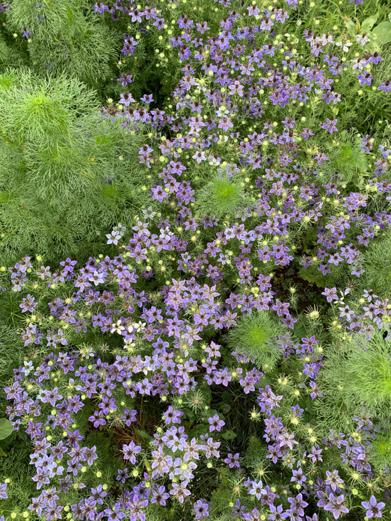 Annuals for a Cut Flower Garden in the Mountain West - Fine Gardening