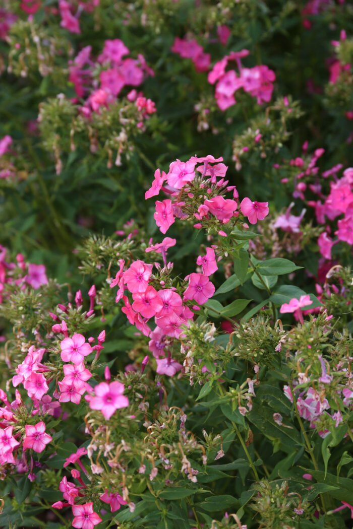 Northeastern Invasive Plants to Avoid and Native Alternatives to Use ...