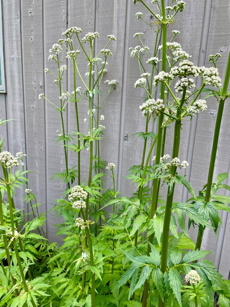 Northeastern Invasive Plants to Avoid and Native Alternatives to Use ...