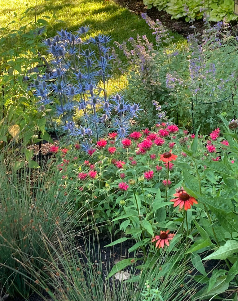 Update on a Front Yard Pollinator Garden in Illinois - Fine Gardening